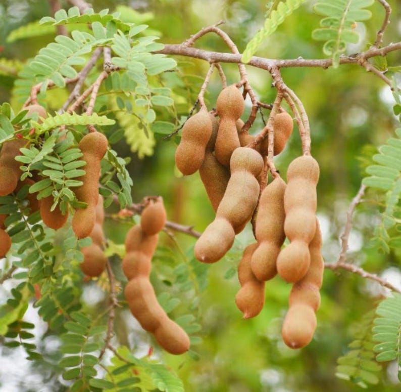 A Tamarind Live Plant in a 4’’ Pot /seedlings / - Etsy