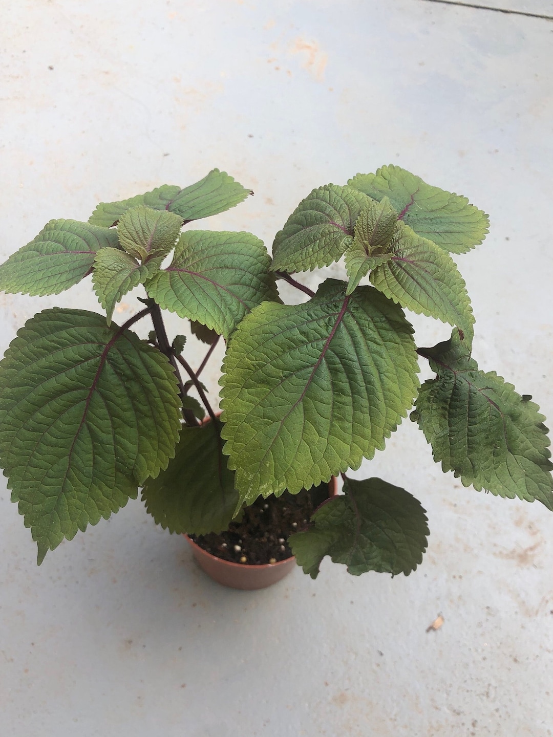 2 Perilla Live Plant in a 4" Pot ,perilla Frutescens Vietnamese Shiso ...