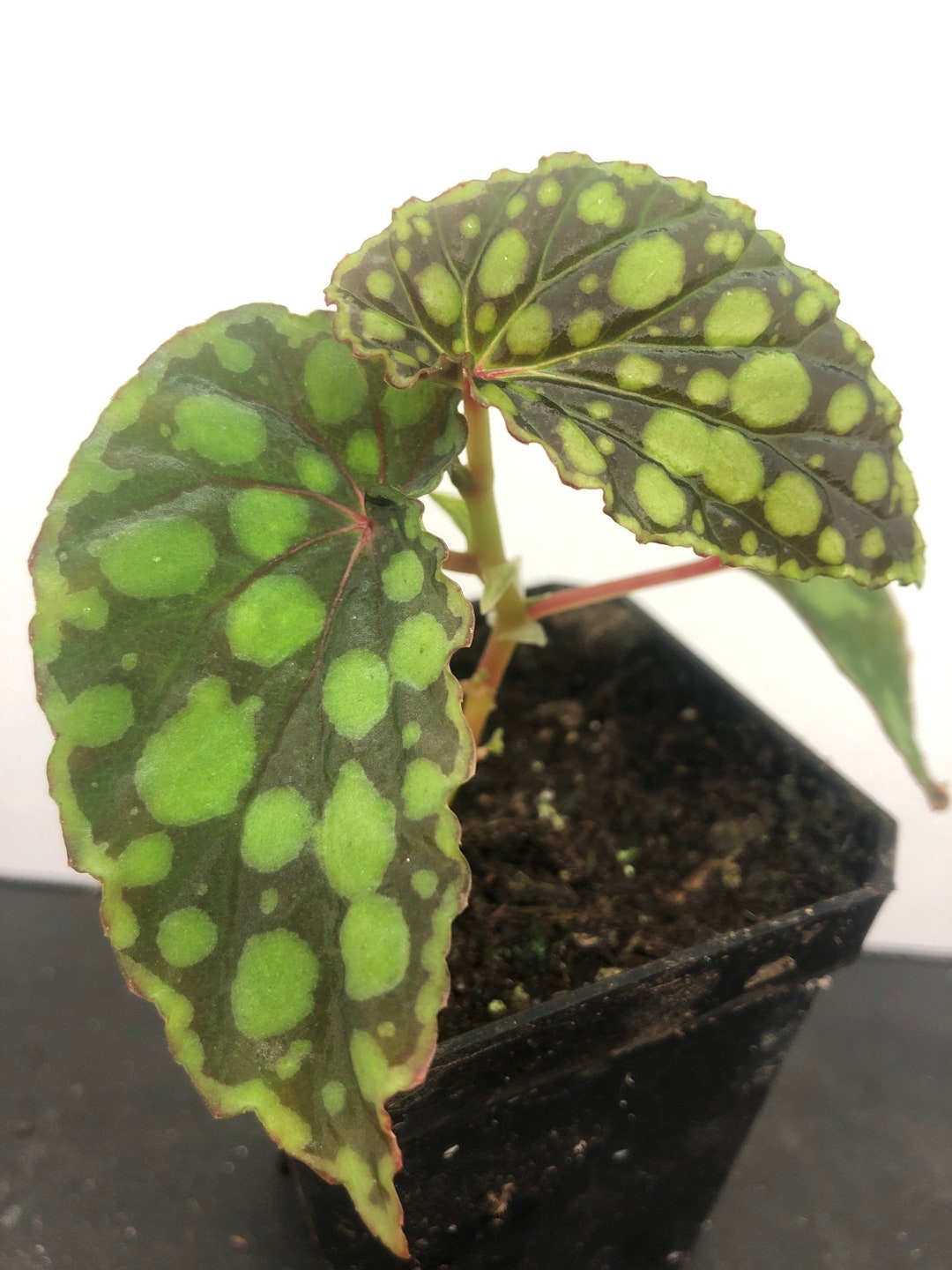 Begonia Chlorosticta/rare Terrarium Begonias. Priority Mail Shipping - Etsy