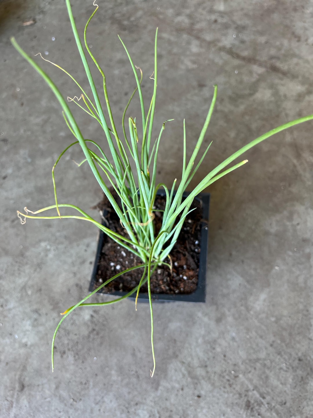 A Bunch of 15 Bare Roots Organic Green Onions/or Live 20 Plants in a 4 ...