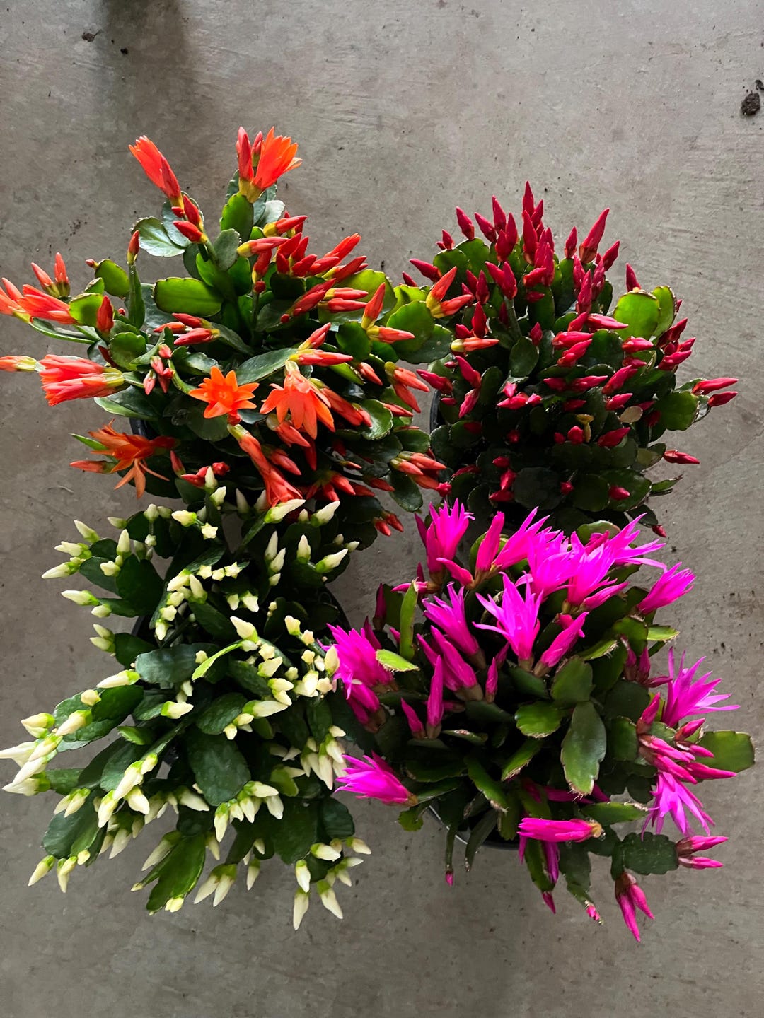 Spring Cactus/easter Cactus Live Plants in A2”, 4”,6” Pots - Etsy
