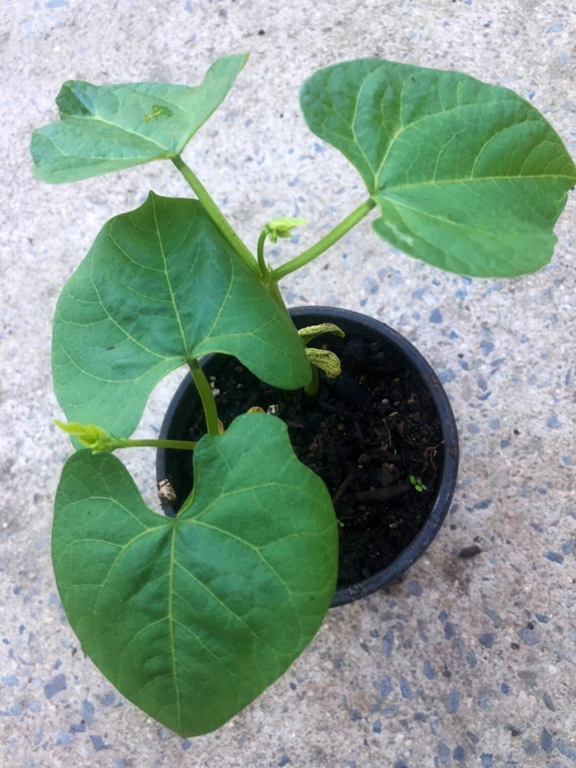 2 Green Beans Plants in a 4 Pot/ Organic /vine Two - Etsy
