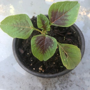 A Red Stripe Leaf Amaranth /red Callaloo / Chinese Summer Spinach ...