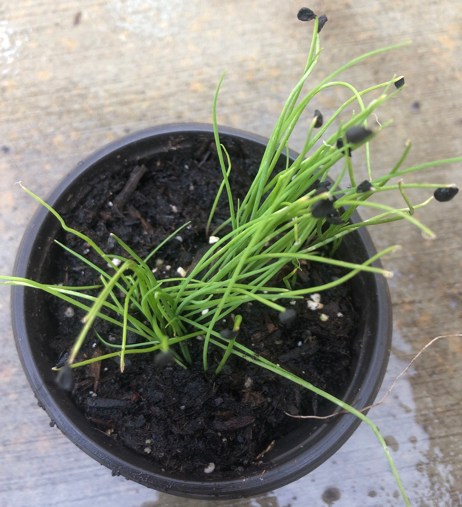 20 Bare Root Garlic Chive Plants红根韭菜 /20 More Garlic Chive - Etsy