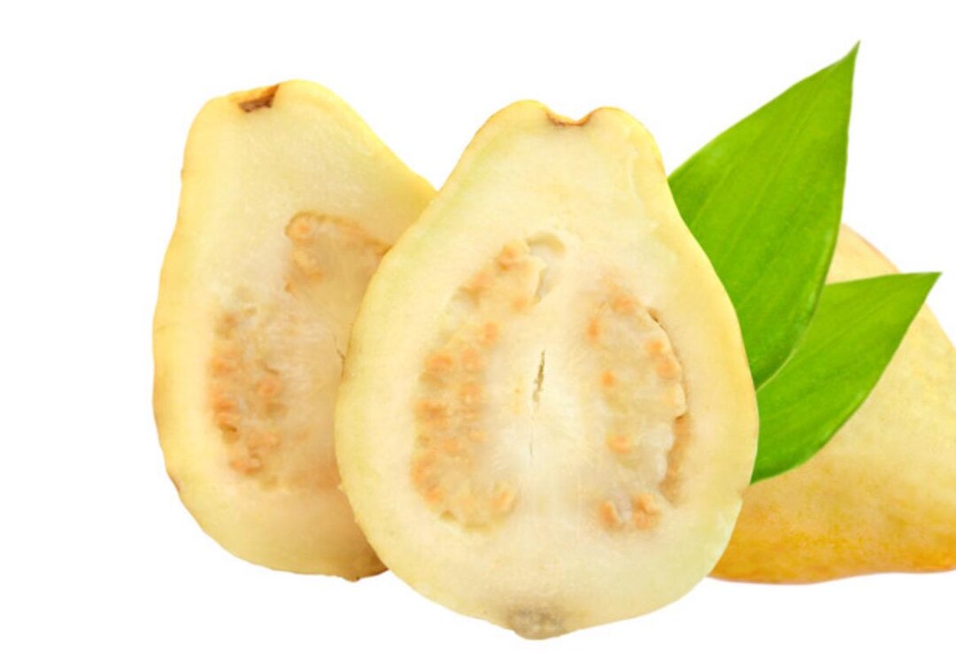 Mexico Pear Guava Tree Live in a 4” Pot/ Mexican Cream Guava (psidium ...