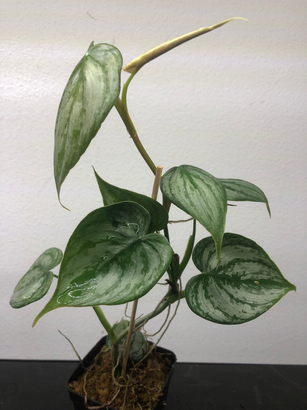 Philodendron Brandi / Branditianum Philodendron/ Brandi / Philo Brandi ...
