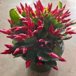 Spring Cactus/easter Cactus Live Plants in A2”, 4”,6” Pots - Etsy