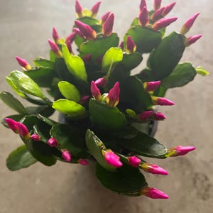 Spring Cactus/easter Cactus Live Plants in a 4”pots - Etsy