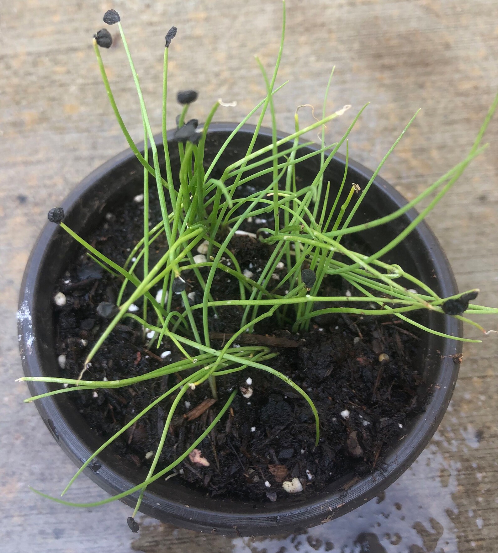 20 Bare Root Garlic Chive Plants红根韭菜 /20 More Garlic Chive - Etsy