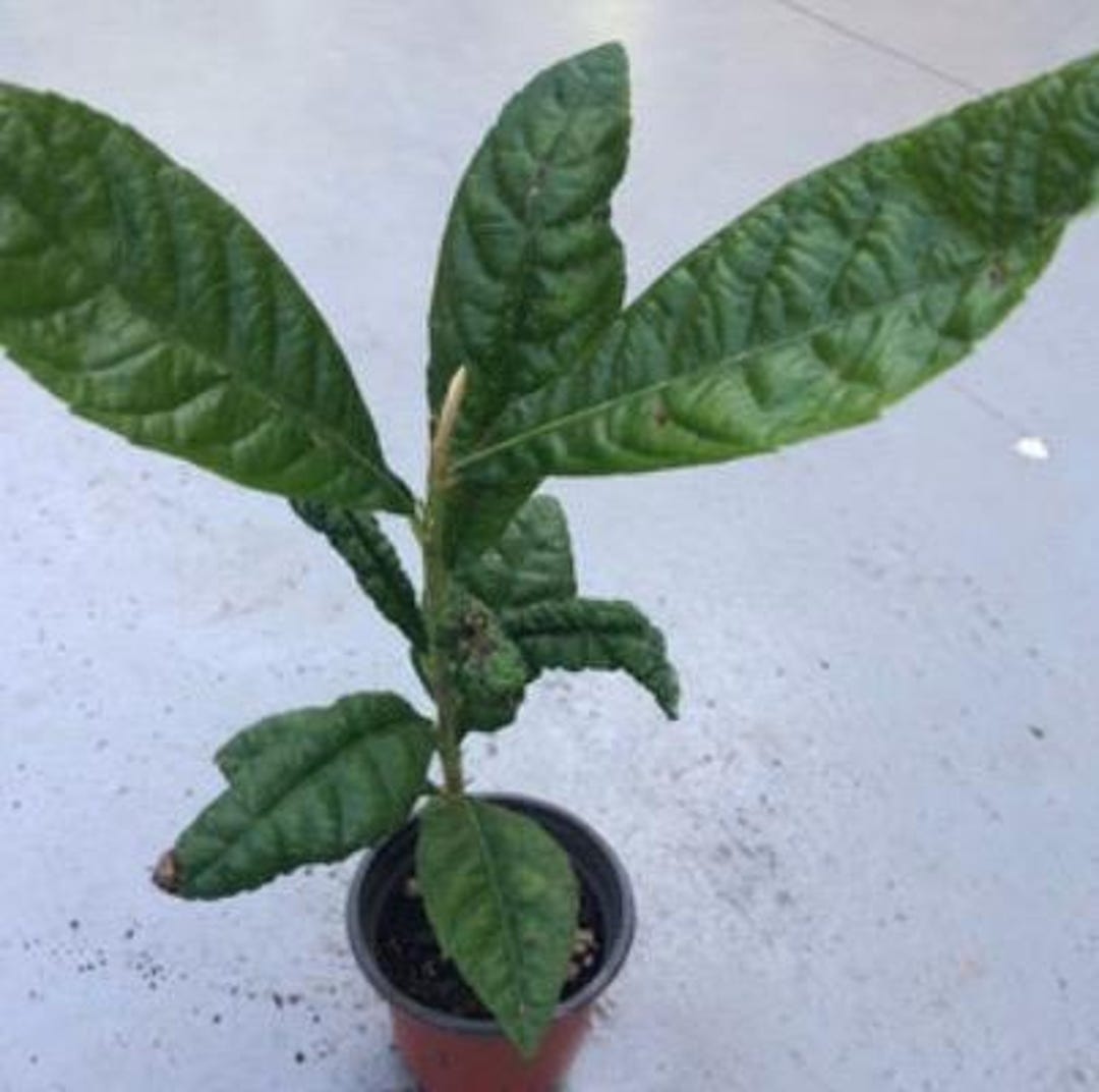 A One Year Loquat Tree/live in a 4’’ Pot/ 8” High - Etsy