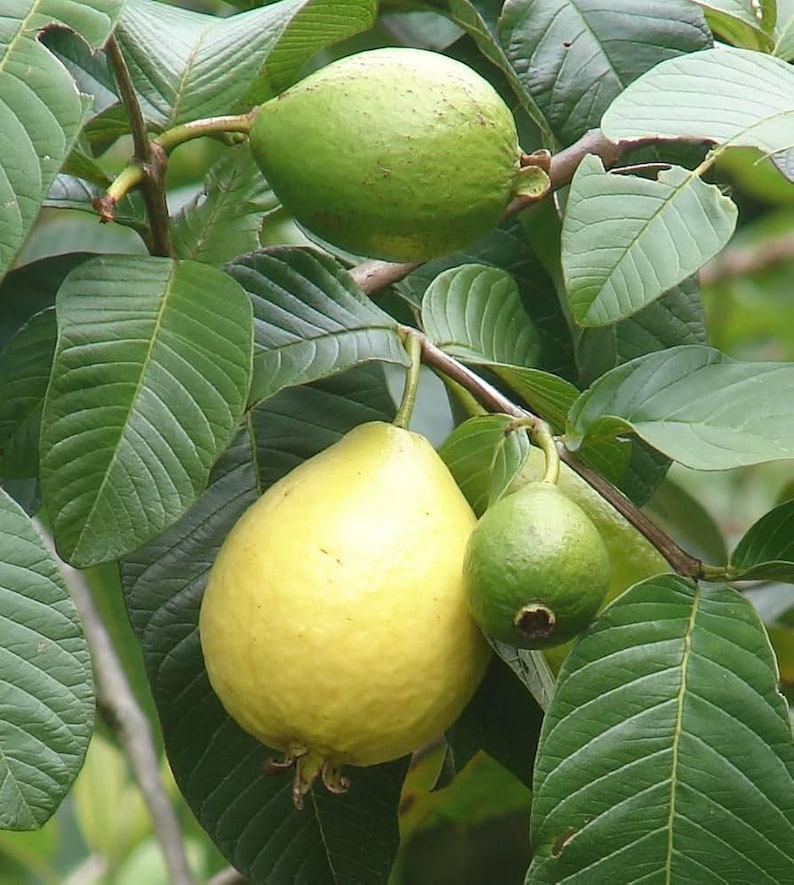Mexico Pear Guava Tree Live in a 4” Pot/ Mexican Cream Guava (psidium ...