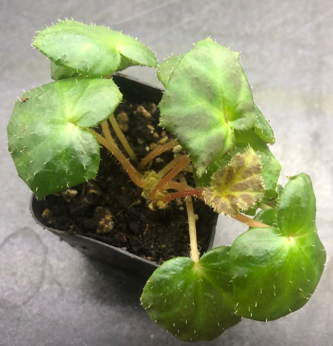 Begonia Luzhaiensis in a 2“ Pot Terrarium Culture - Etsy