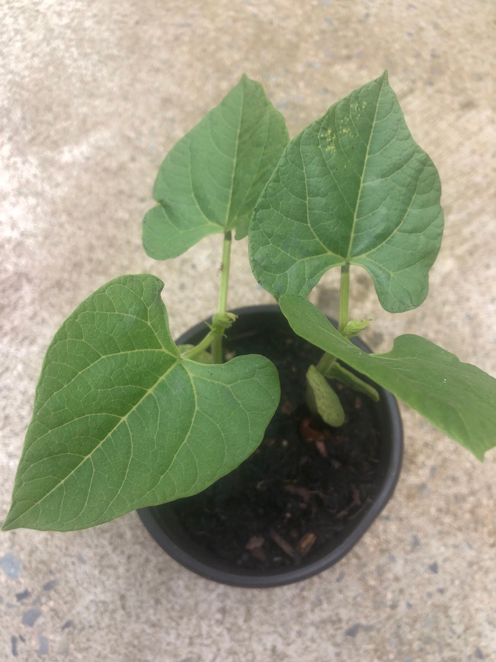 2 Green Beans Plants in a 4" Pot/ Organic /vine Two Options: Green Bean ...