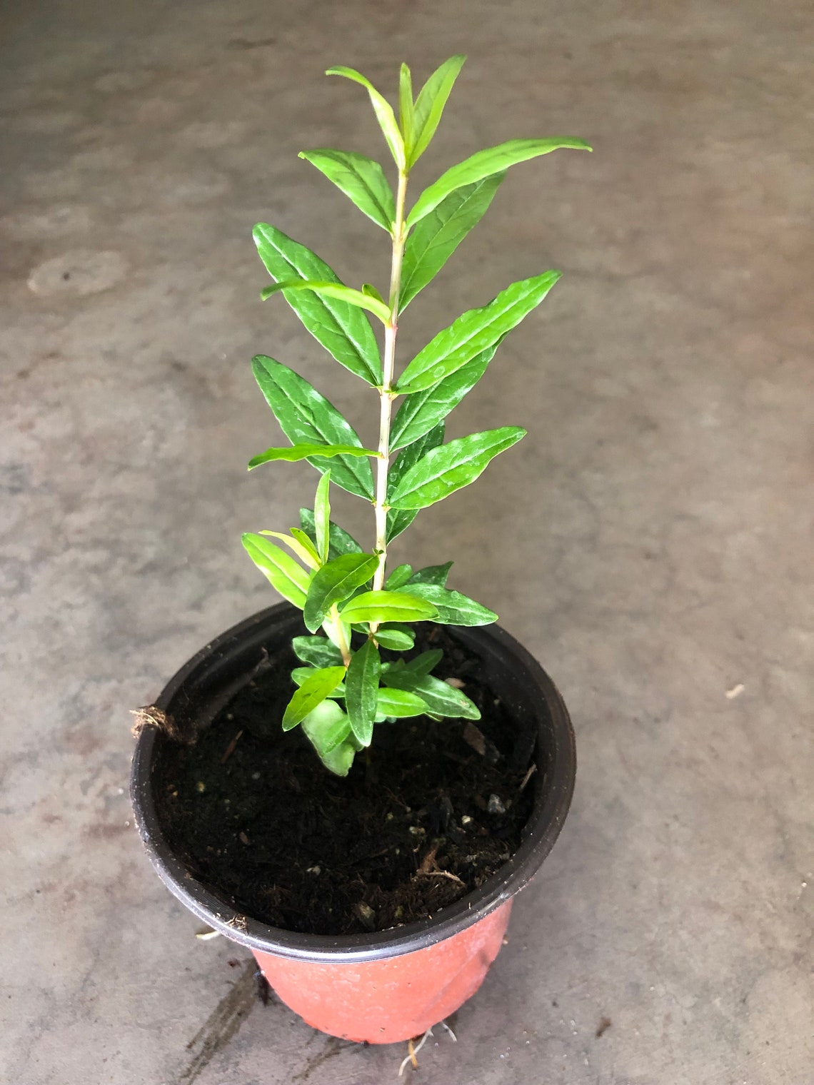 A Pomegranate Fruit Live Tree | Two Options: One Year or Two Years Non ...