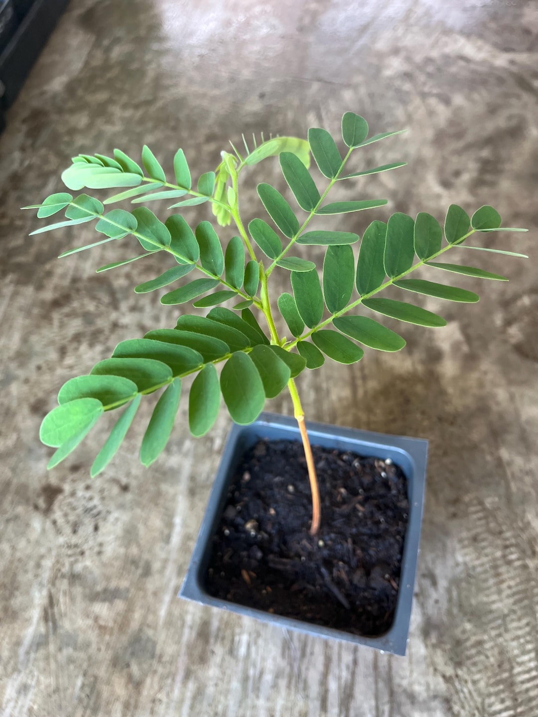 A Tamarind Live Plant in a 4’’ Pot /seedlings / - Etsy
