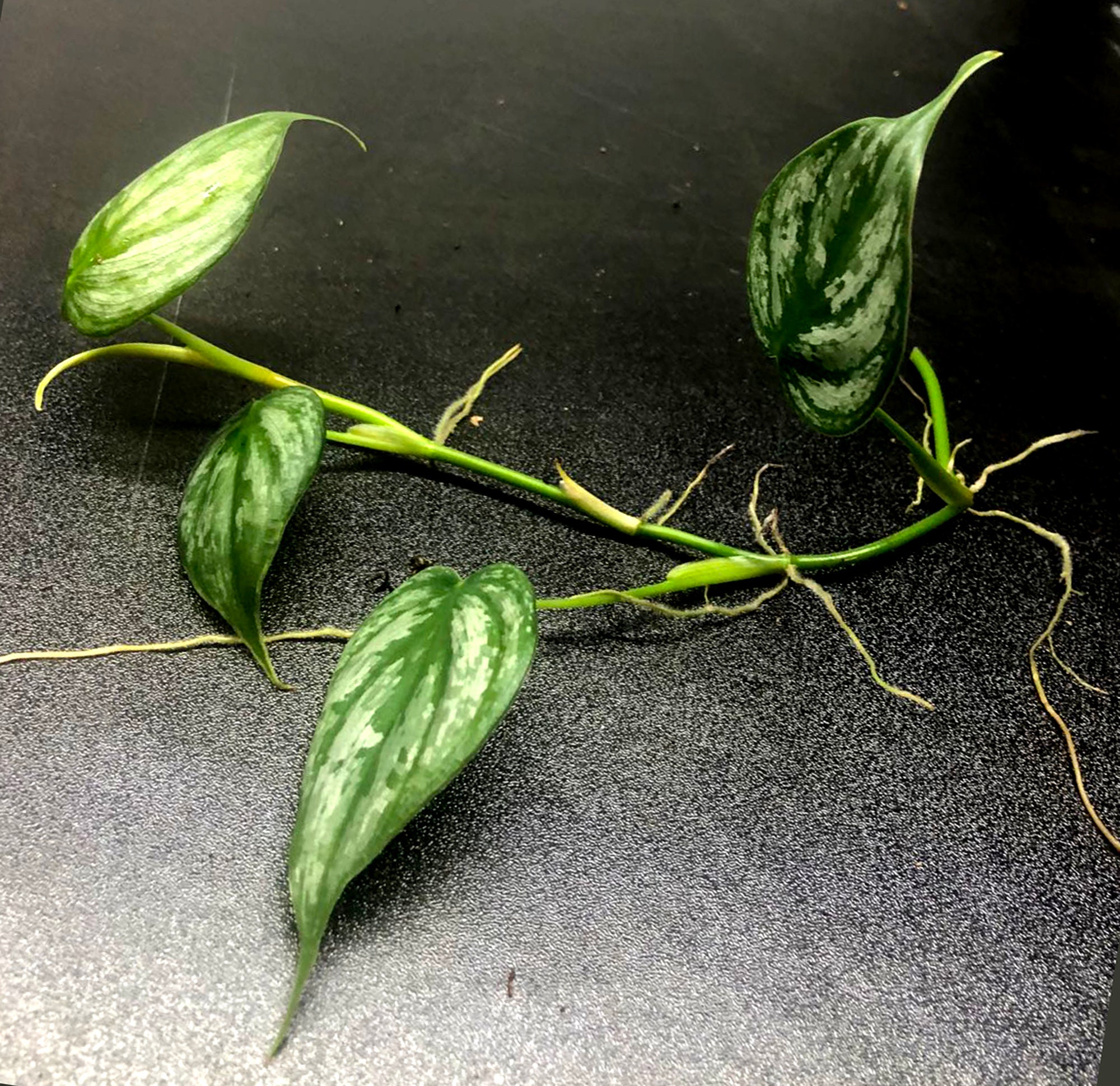 Philodendron Brandi / Branditianum Philodendron/ Brandi / - Etsy Canada