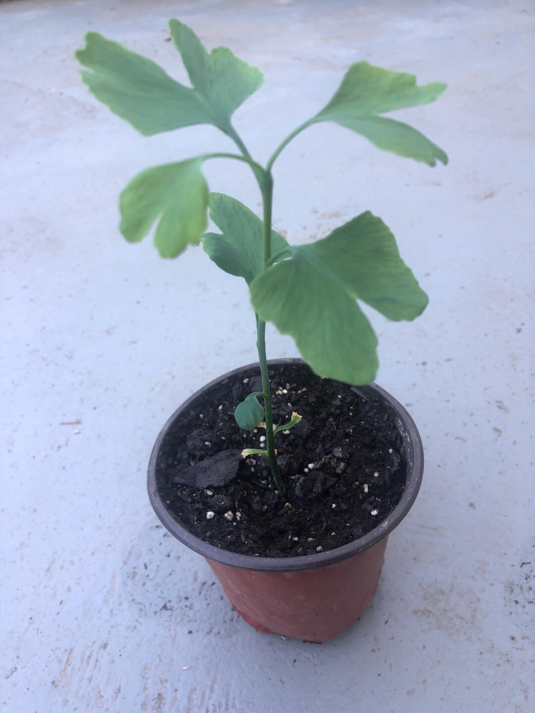 A Jinkgo Tree/ginkgo/biloba /seedling /live in a 4’’ Pot/ Around 8 ...