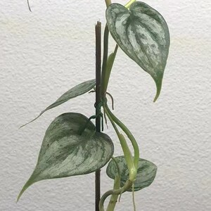 Philodendron Brandi / Branditianum Philodendron/ Brandi / Philo Brandi ...