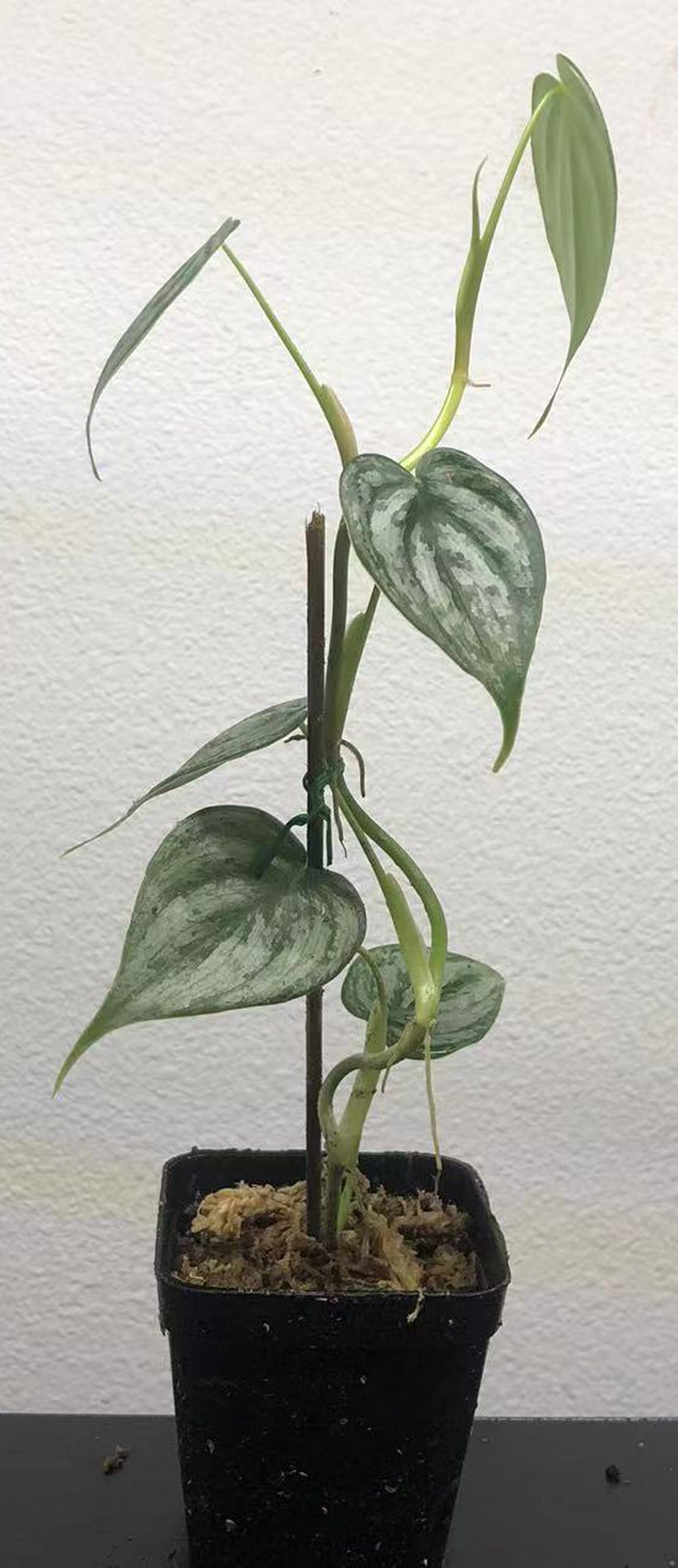 Philodendron Brandi / Branditianum Philodendron/ Brandi / - Etsy Canada