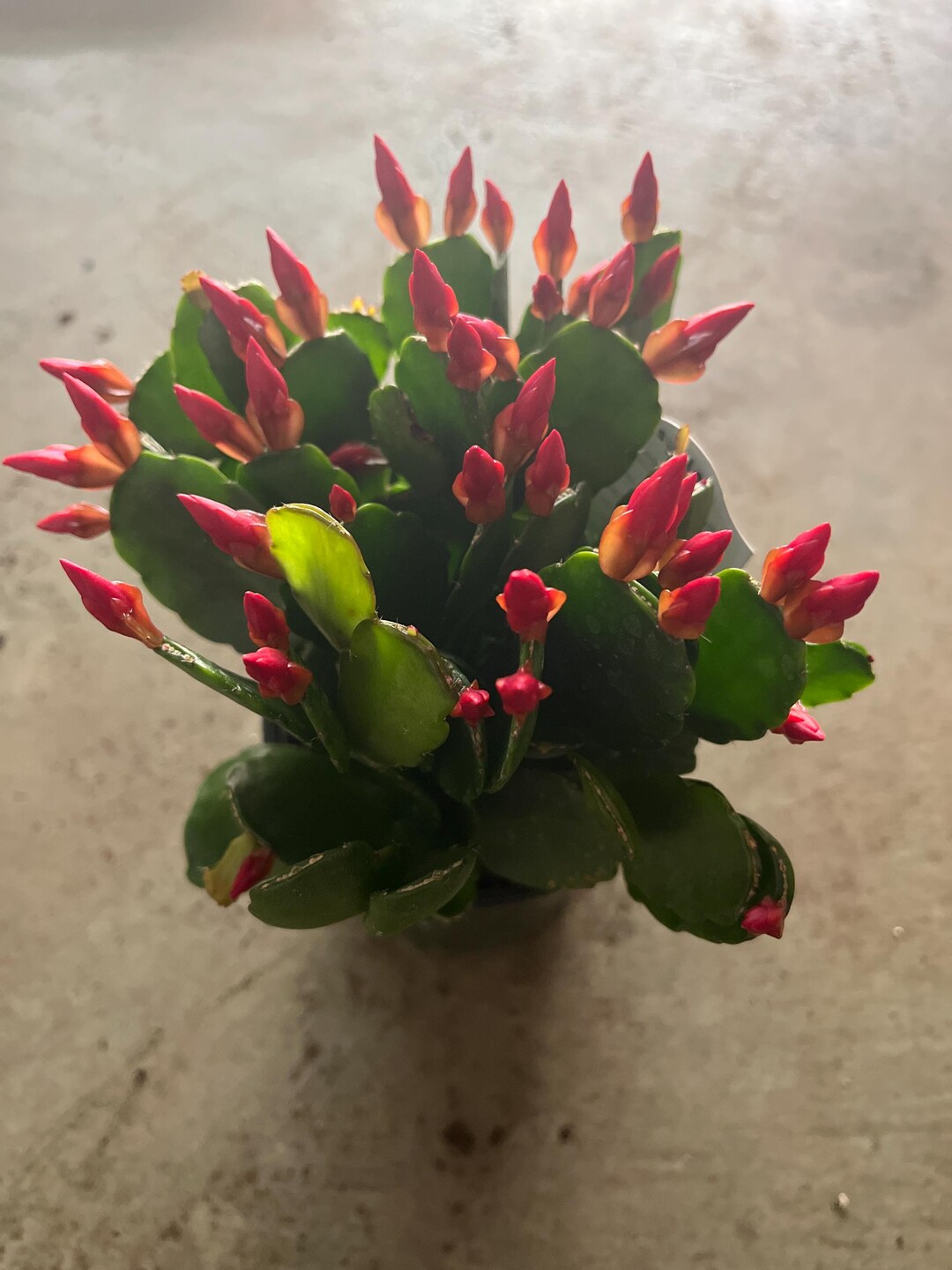 Spring Cactus/easter Cactus Live Plants in a 4”pots - Etsy