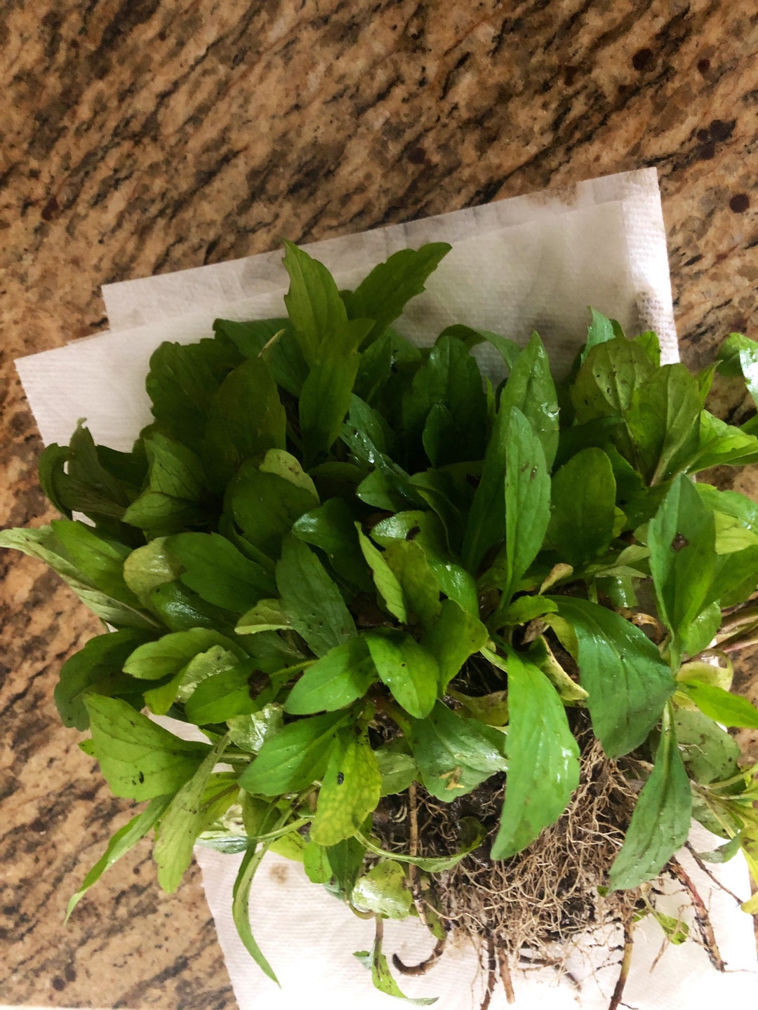 20 Bare Rooted Kalimeris Indica (indian Aster) Plants /30bare Rooted ...