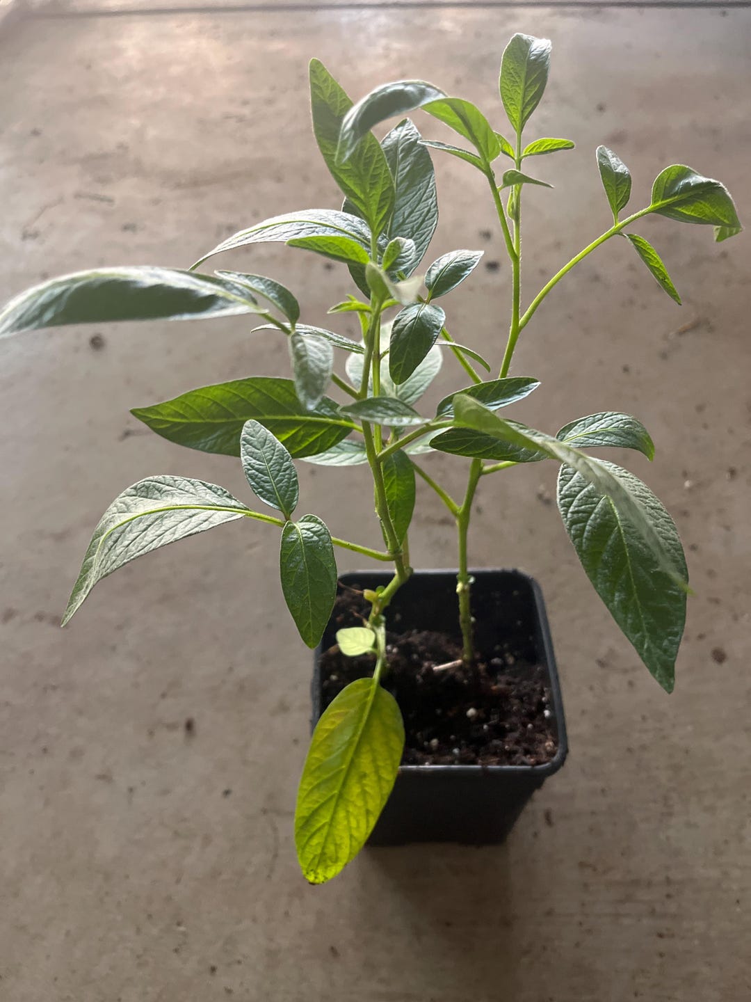 Pepino Melon Live Plant in a 4” Pot /melon Pear or Sweet Cucumber ...