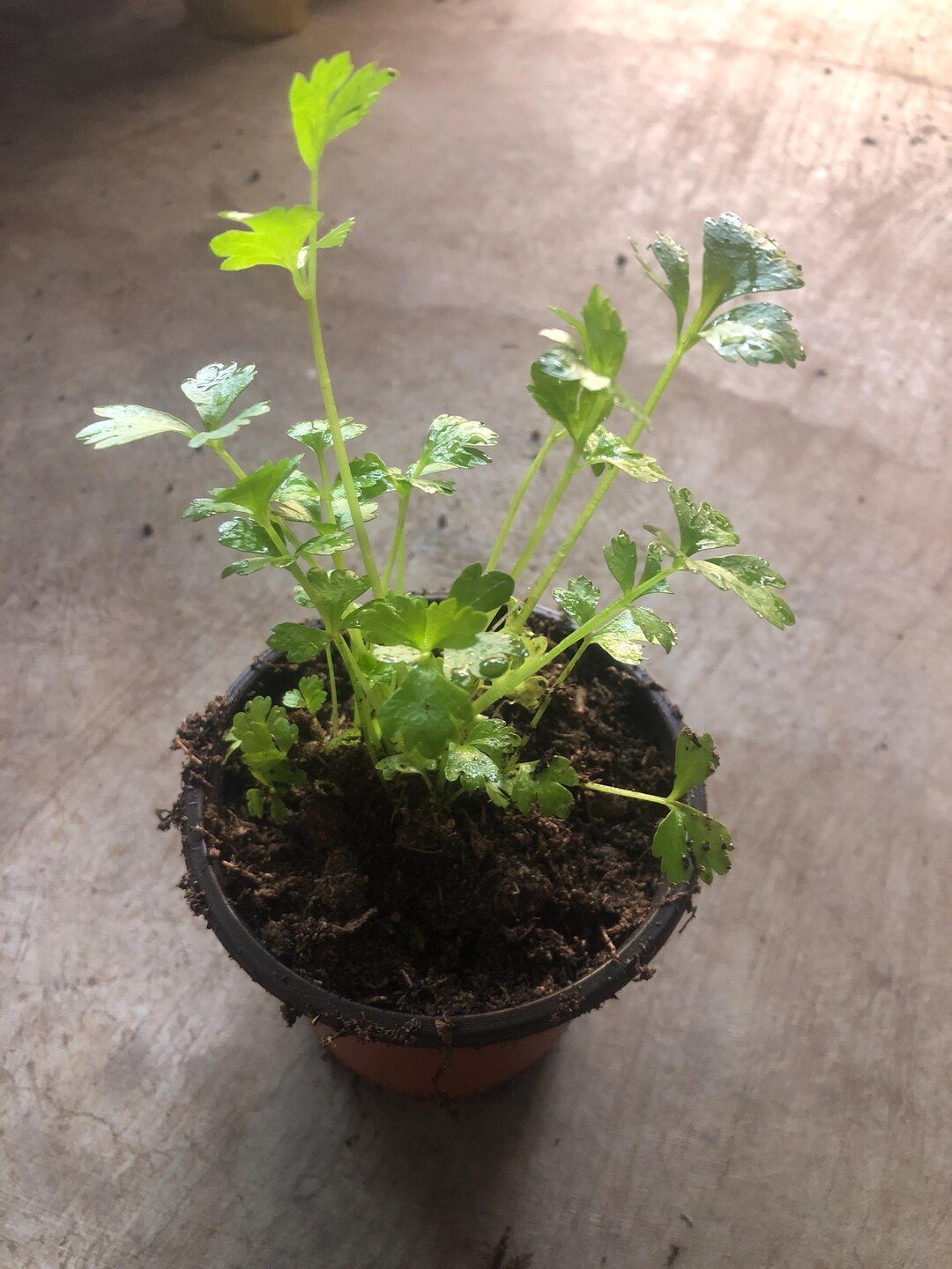 5 Small Celery Live Plant in a 4”pot/petroselinum Crispum/ Organic ...