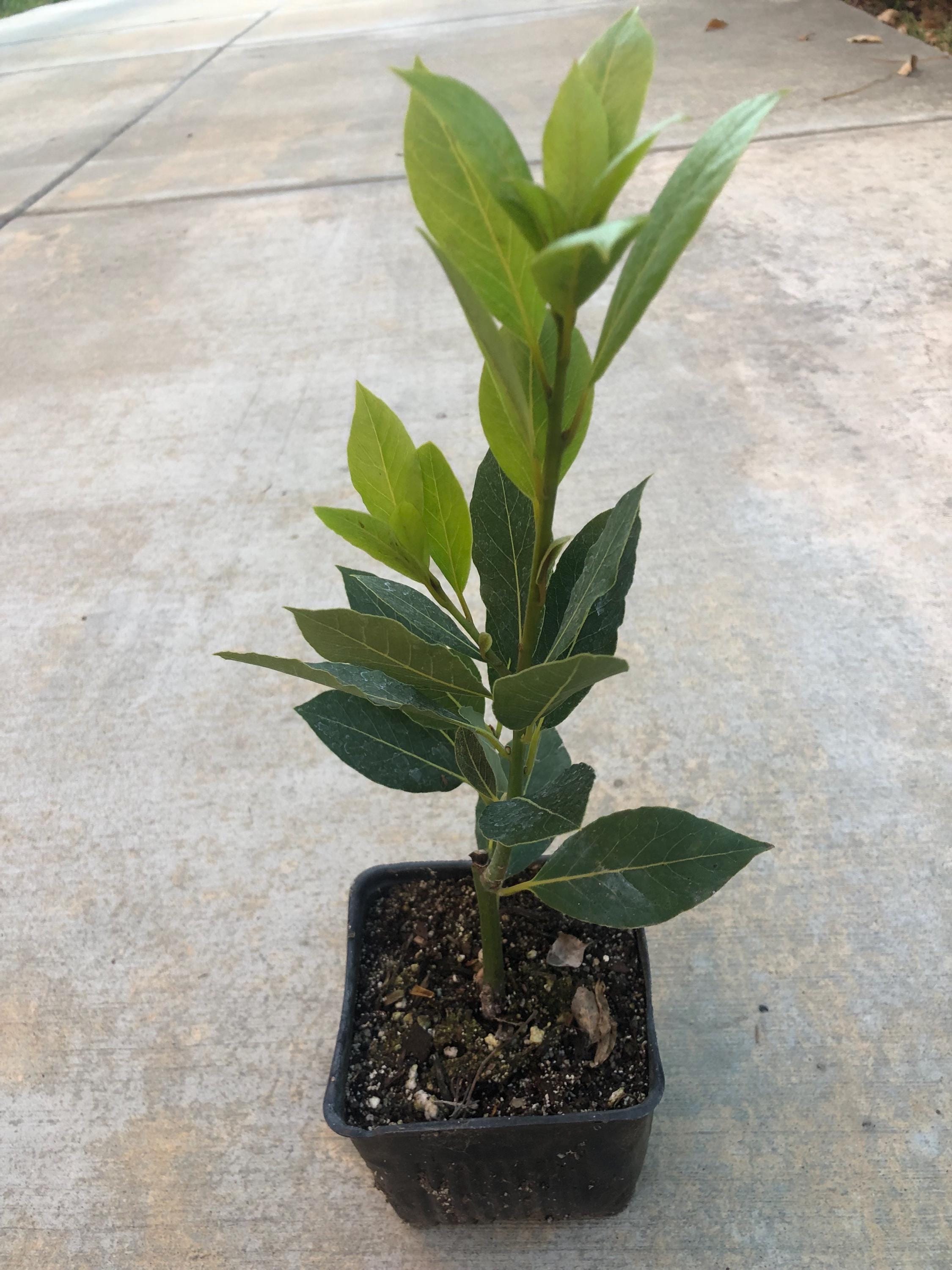 A Bay Leave Tree/laurus Nobilis/live in a 4’’ Pot/ Around 12 Inches ...