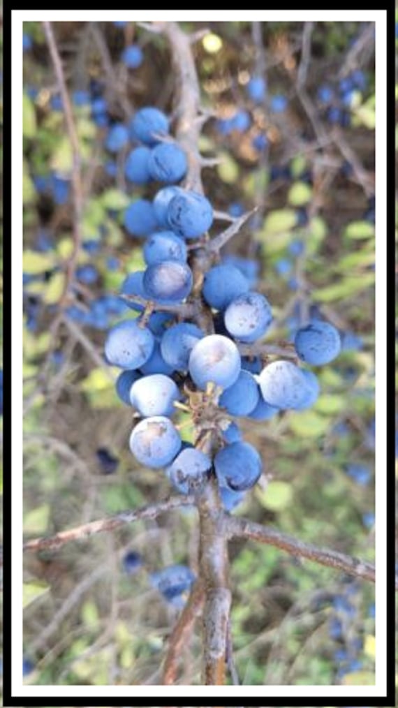 Prunus Spinosa Blackthorn Jackal Plum 20 Fresh Seeds - Etsy