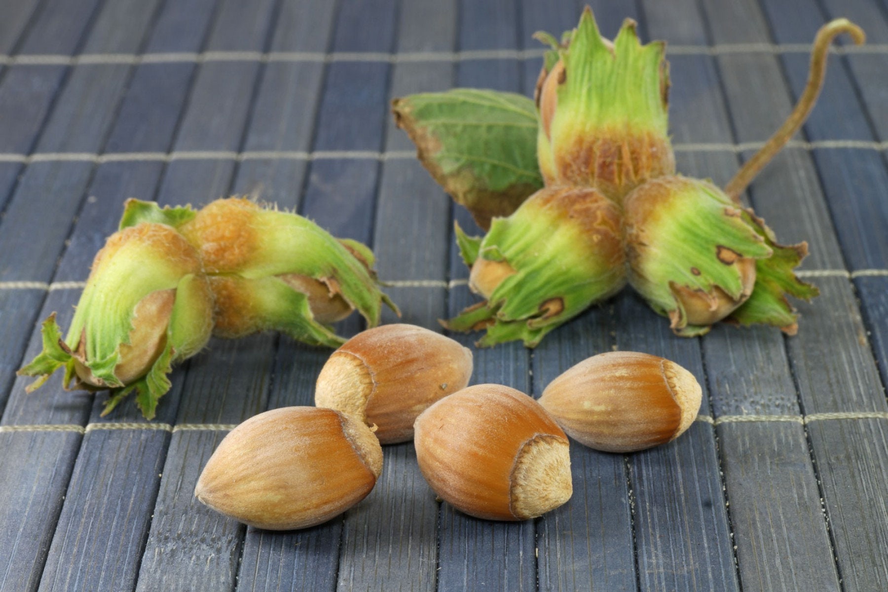 Rooted Hazelnut Tree 3 Pieces Plants - Etsy