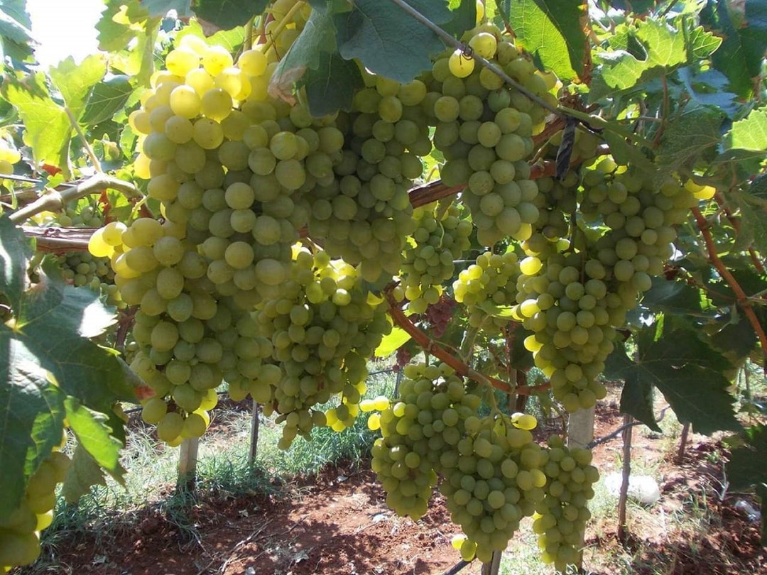 Rooted Grape Vine Misket muscat Grapes Rooted 3 Pieces Grapes Plants - Etsy