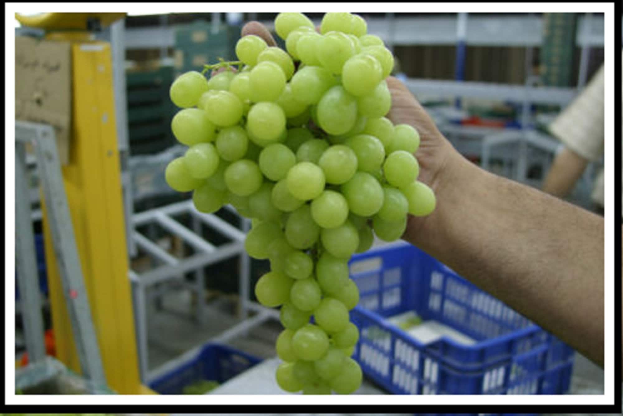 Sugraone - Superior Seedless Grapes 3 Cuttings - Etsy Canada