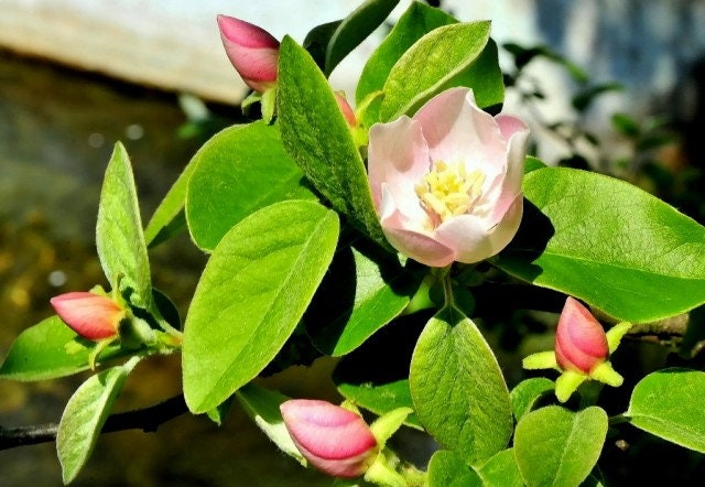 Quince Tree cydonia Oblonga 4 Fresh Cuttings - Etsy
