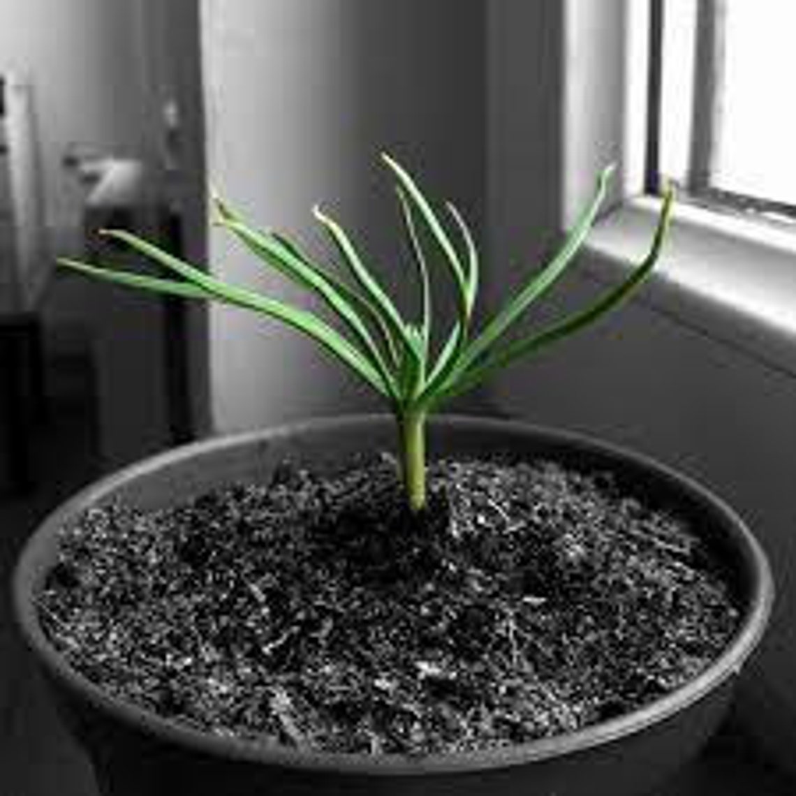 Stone Pine Pinus Pinea 30 Fresh Seeds - Etsy