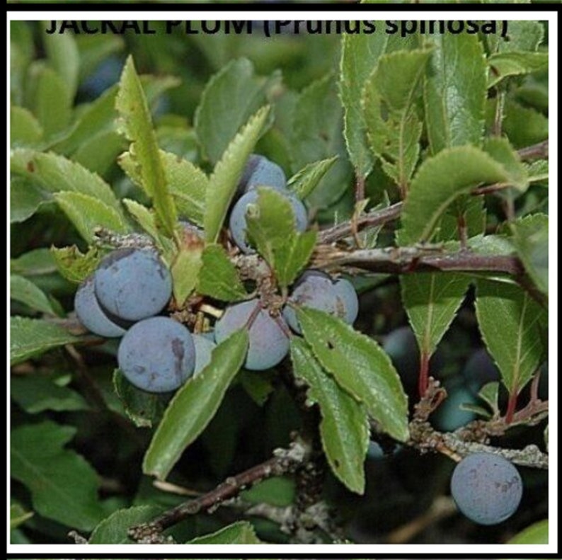 Prunus Spinosa Blackthorn Jackal Plum 20 Fresh Seeds - Etsy