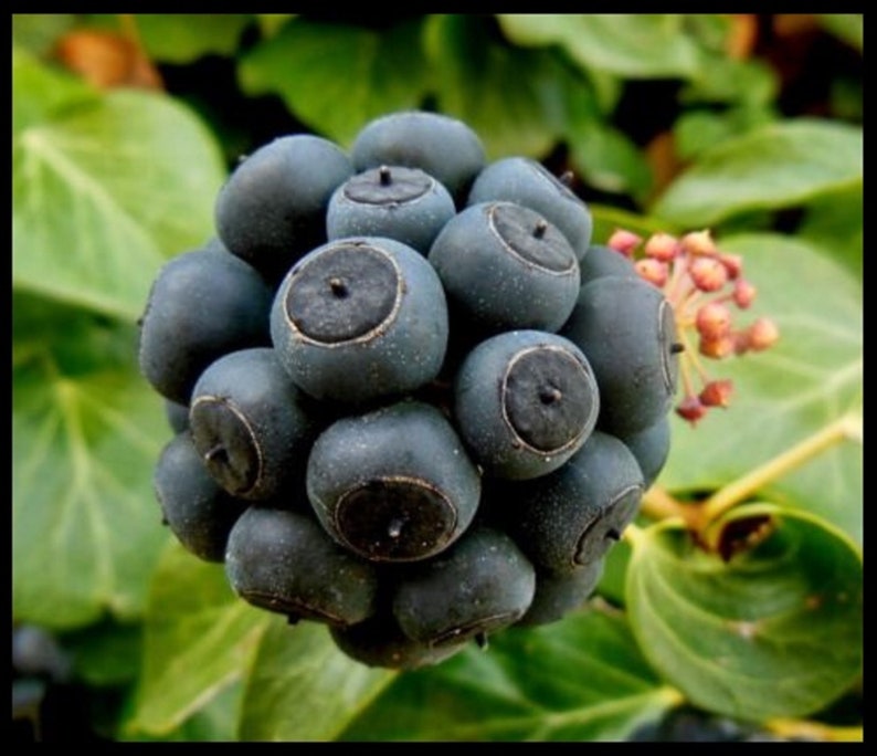 English Ivy Seeds, Hedera Helix, European Evergreen (30 Seeds) - Etsy ...