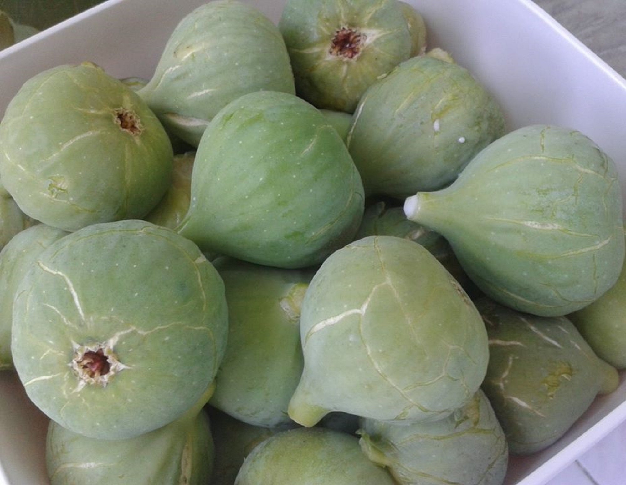 Fig Tree White Patlican Fig Rooted 3 Pieces Fig Plants - Etsy