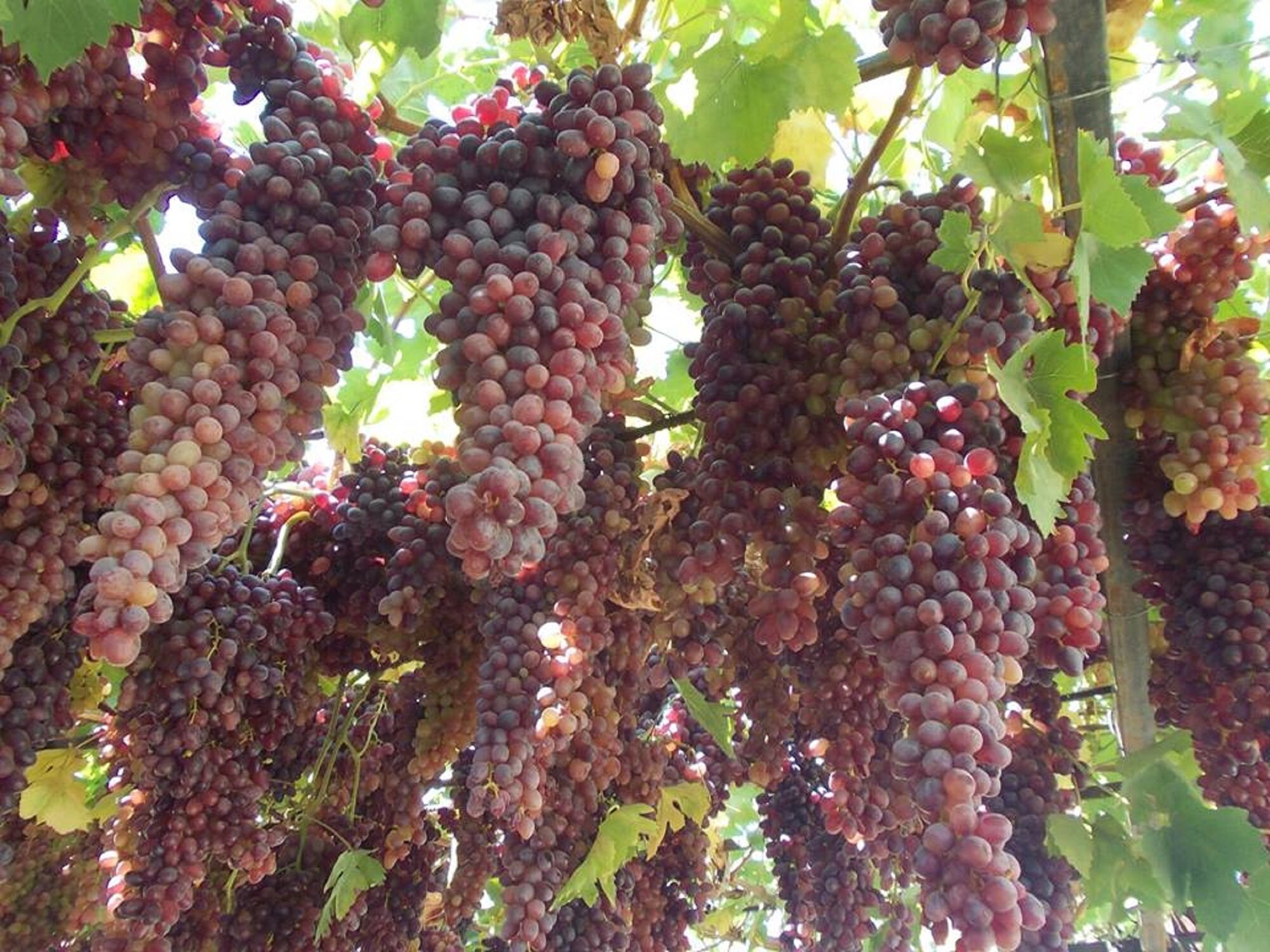 Rooted Grape Vine Crimson Seedless Grapes Rooted 3 Pieces Grapes Plants ...