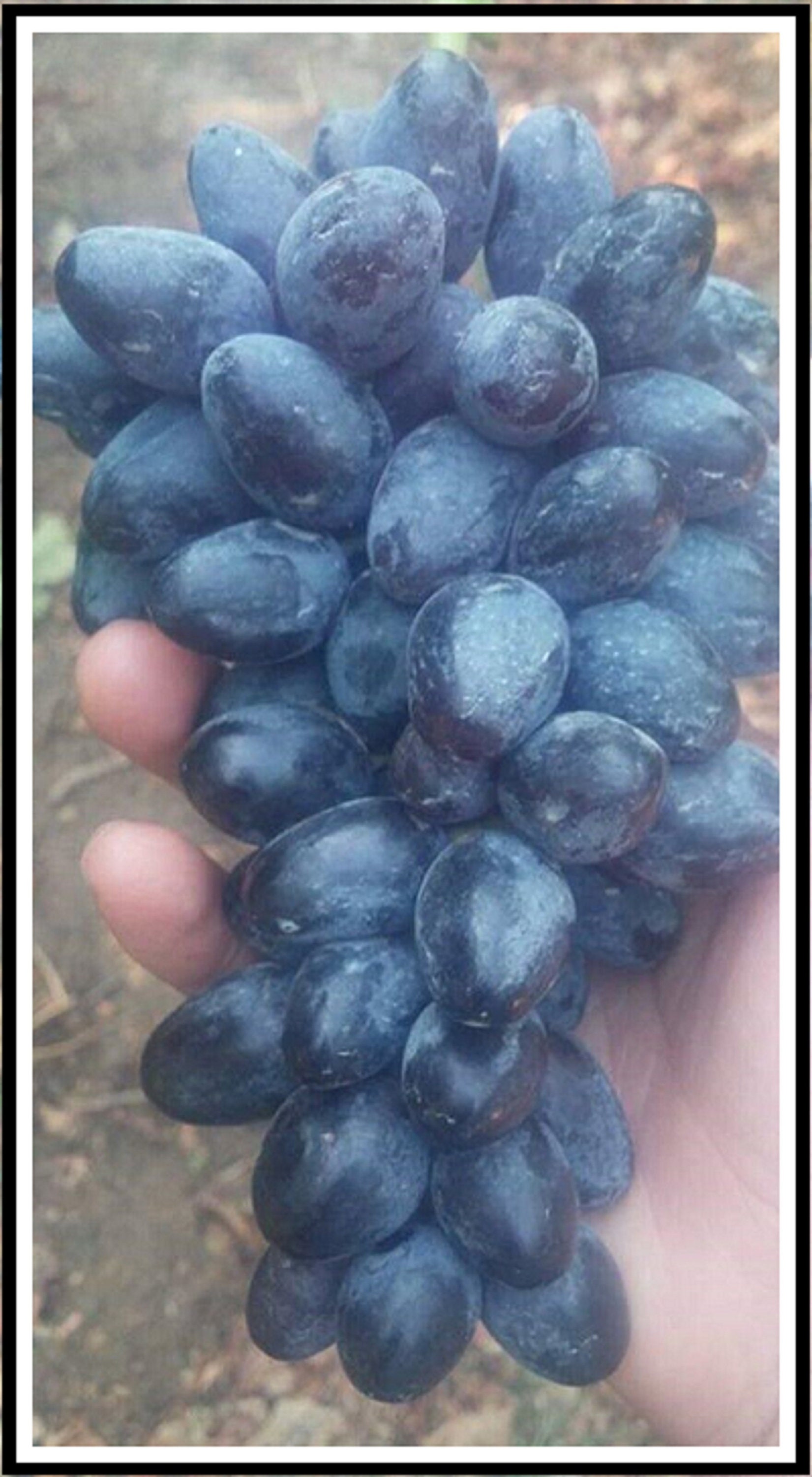 Autumn Royal Seedless Grapes 3 Fresh Cuttings - Etsy Australia