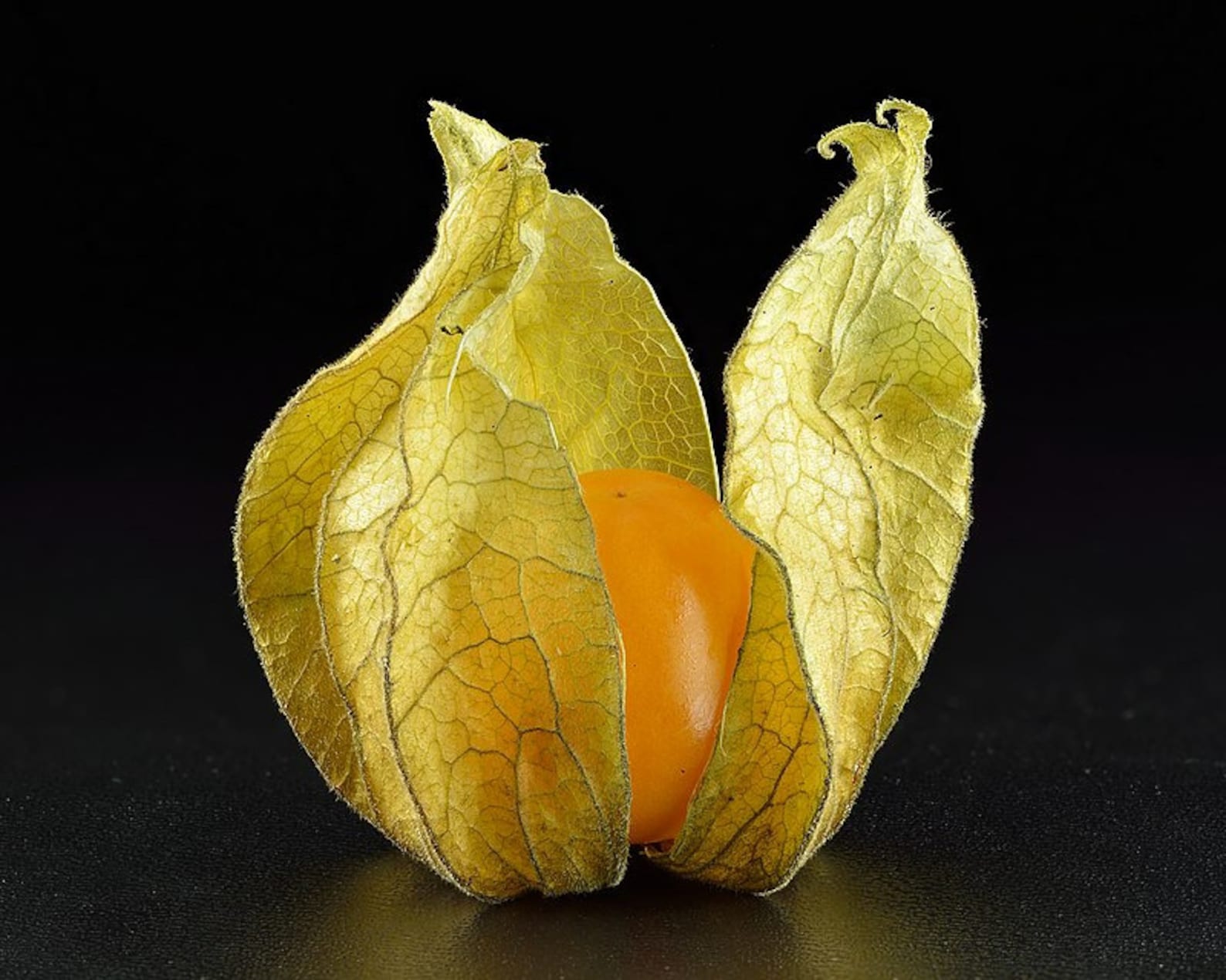 Goldenberry Physalis Peruviana 100 Fresh Seeds - Etsy