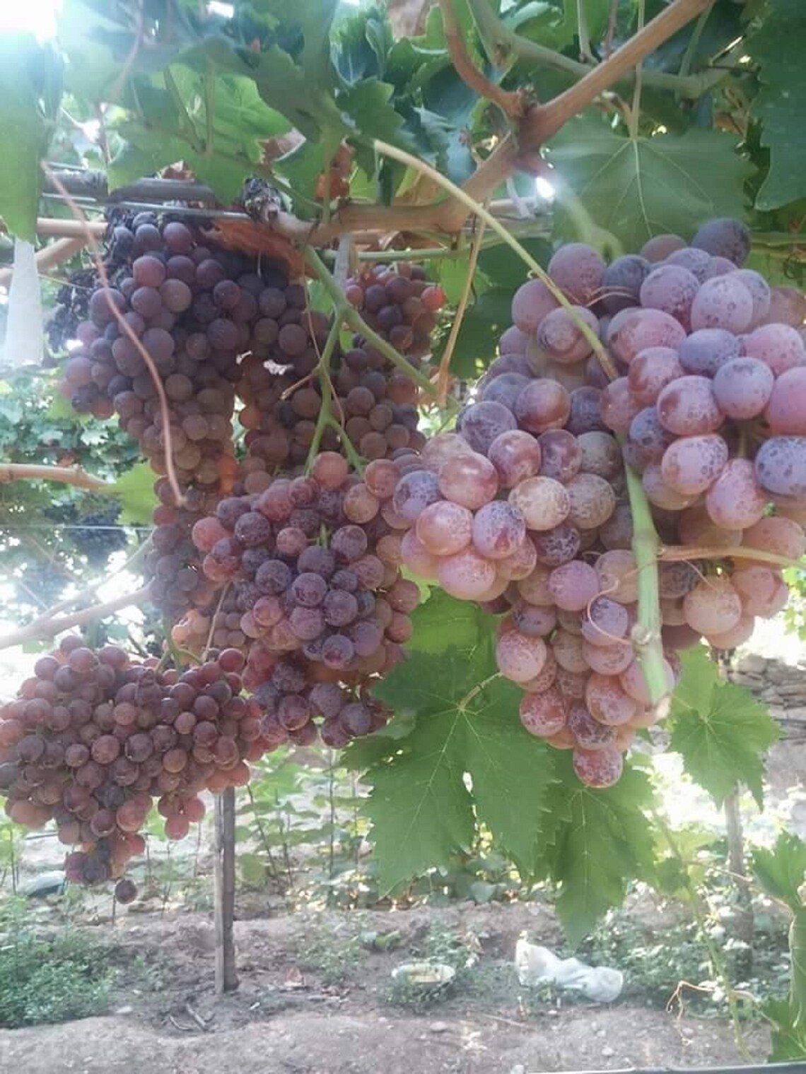 Rooted Grape Vine Pink Reliance Seedless Grapes Rooted 3 Pieces Grapes ...