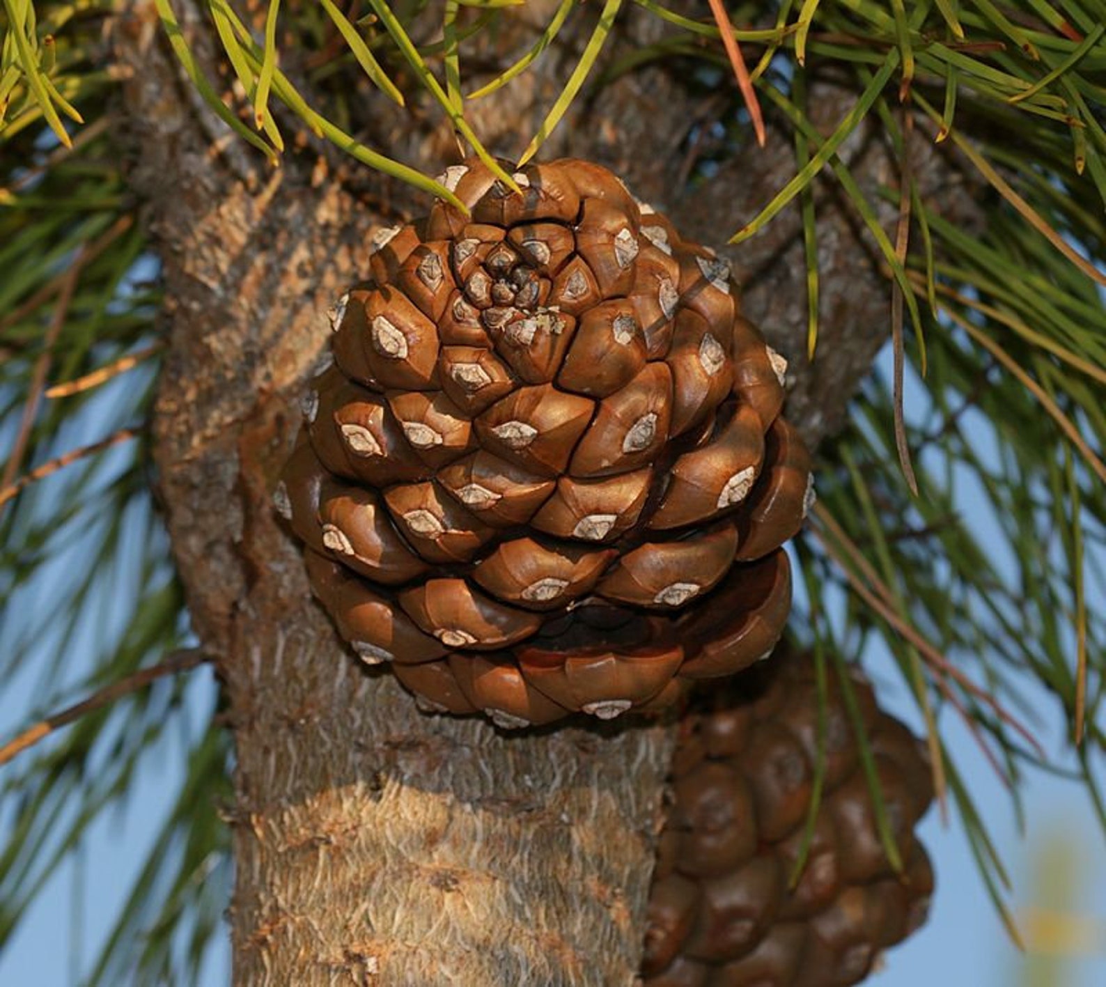 Stone Pine Pinus Pinea 30 Fresh Seeds - Etsy