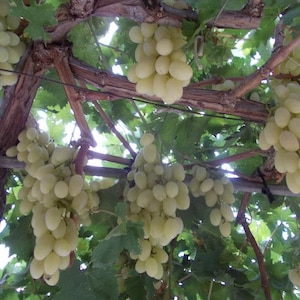 Turkish Grapes - Razaki Grapes - 3 Cuttings - Etsy UK