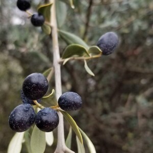Wild Olive (olea Oleaster) 40 Fresh Seeds - Etsy