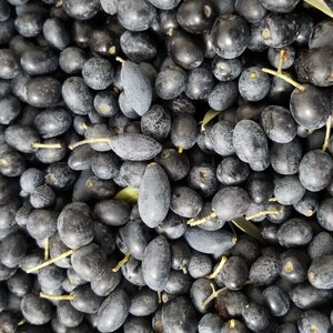 Wild Olive olea Oleaster 40 Fresh Seeds - Etsy