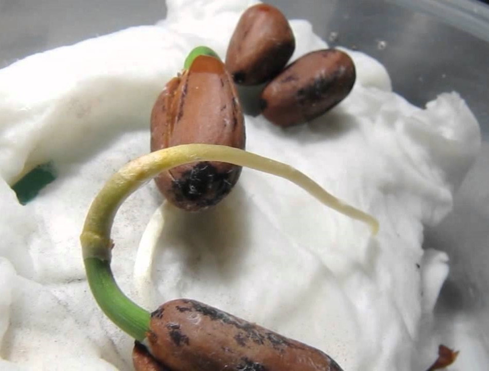 Stone Pine Pinus Pinea 30 Fresh Seeds - Etsy