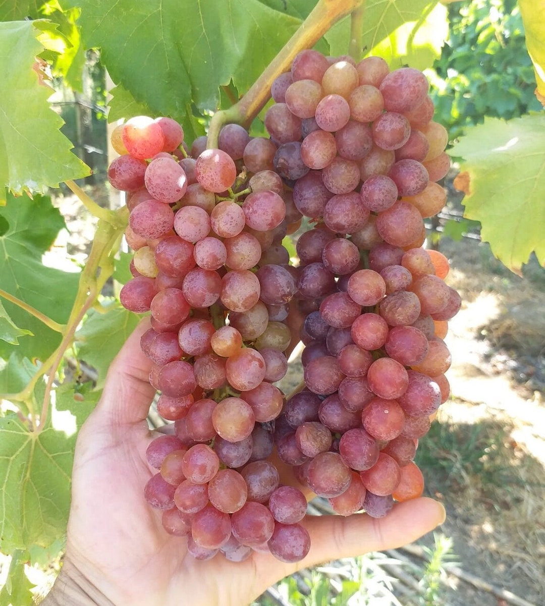 Earley Pink Seedless Grapes 3 Fresh Cuttings - Etsy