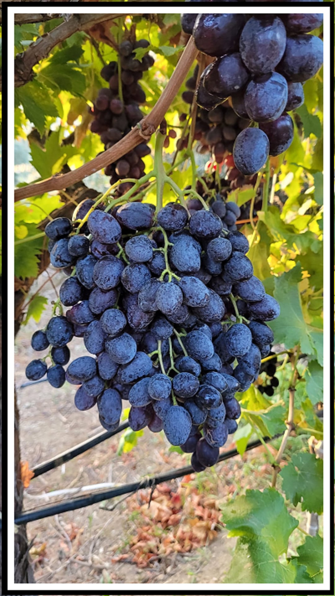 Autumn Royal Seedless Grapes 3 Fresh Cuttings - Etsy Australia