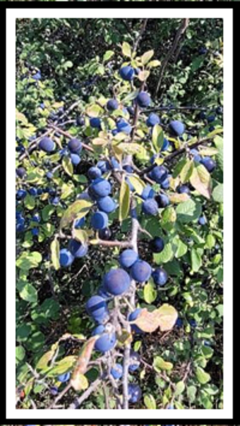 Prunus Spinosa Blackthorn Jackal Plum 20 Fresh Seeds - Etsy