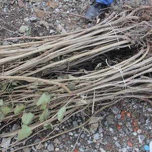 Rooted Hazelnut Tree 3 Pieces Plants - Etsy